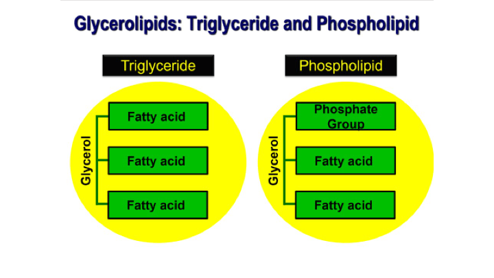 Tom Dayspring, M.D., FACP, FNLA – Part I of V: an introduction to ...
