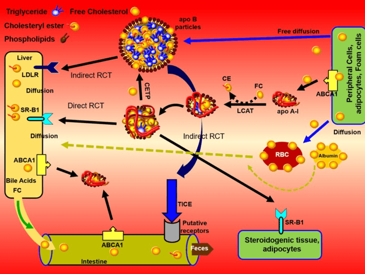 Tom Dayspring, M.D., FACP, FNLA – Part III of V: HDL, reverse ...