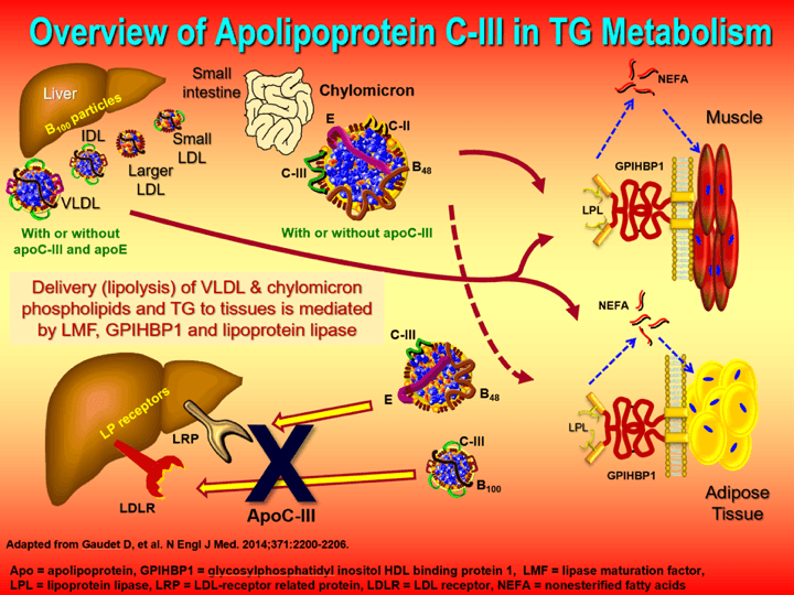 Tom Dayspring, M.D., FACP, FNLA – Part III of V: HDL, reverse ...