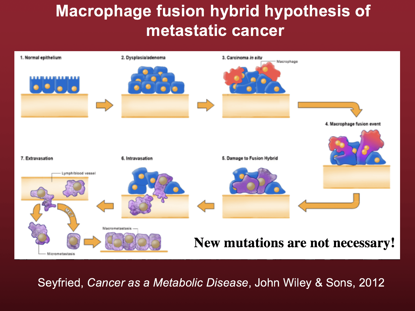 Thomas Seyfried, Ph.D.: Controversial discussion—cancer as a ...