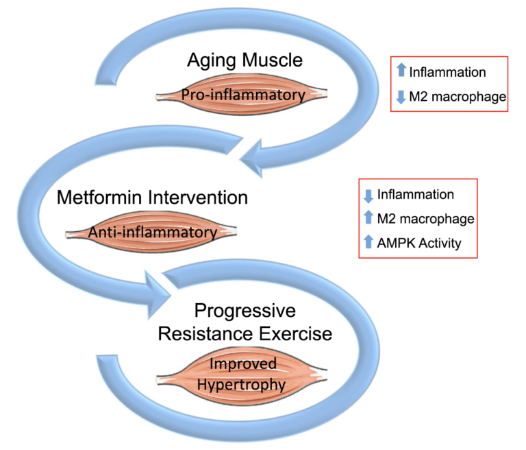 Metformin and exercise - déjà vu all over again? - Peter Attia