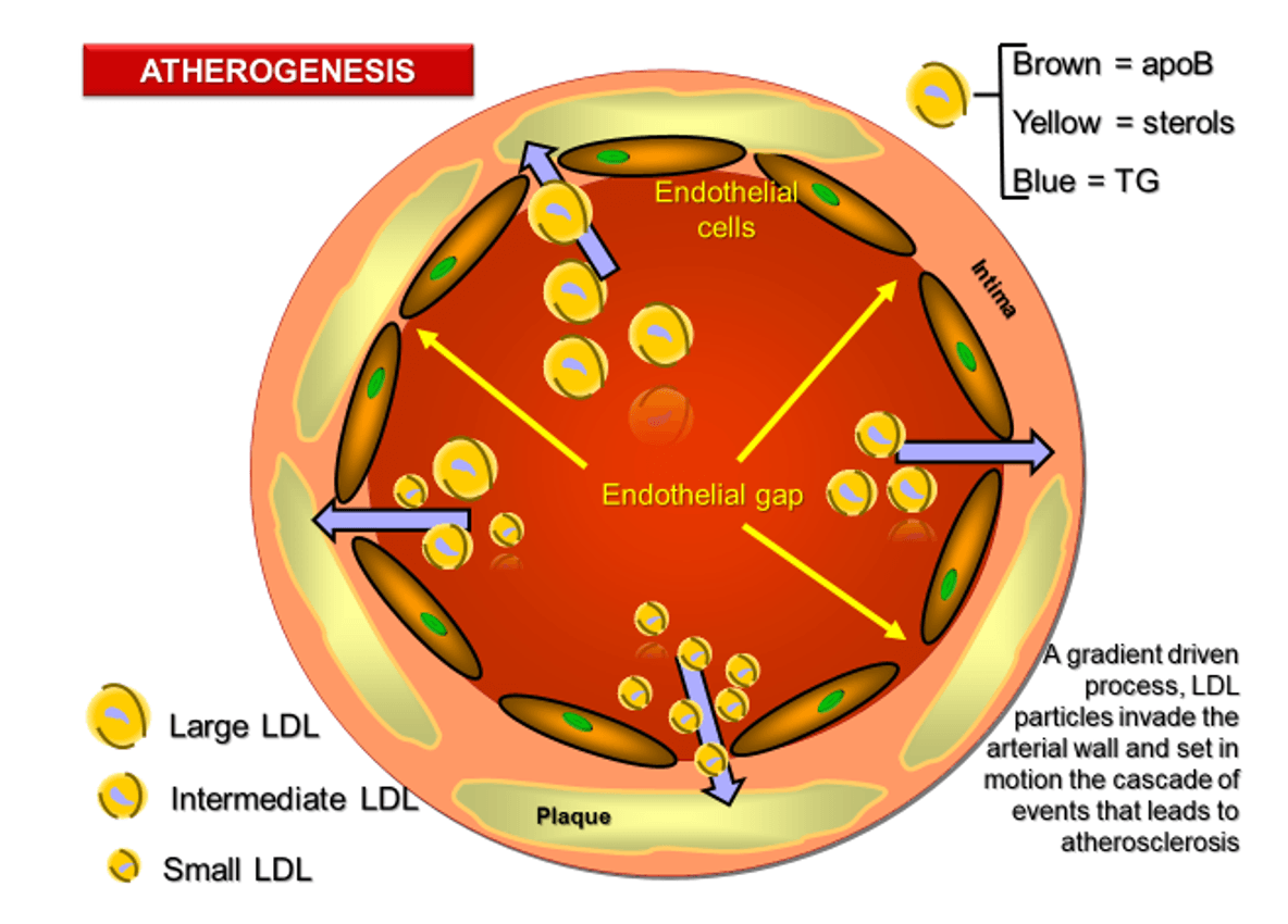 #129 - Tom Dayspring, M.D.: The latest insights into cardiovascular ...