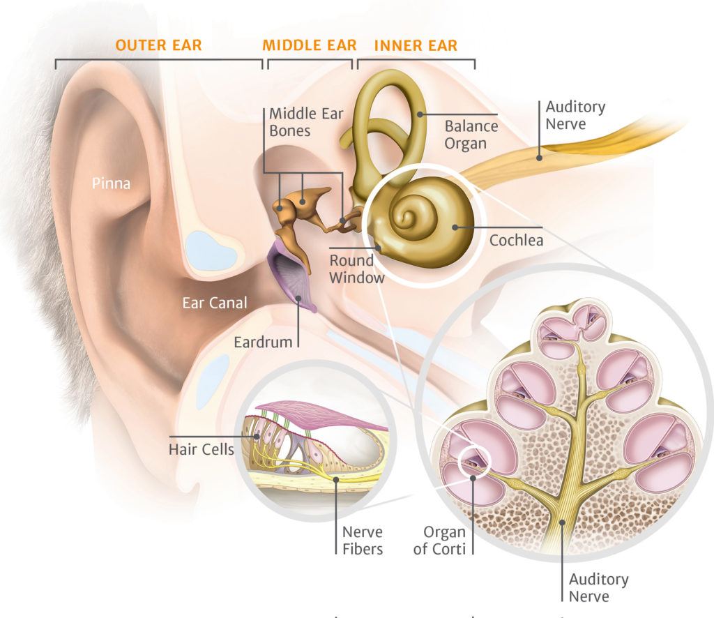 Protecting against hearing loss - Peter Attia