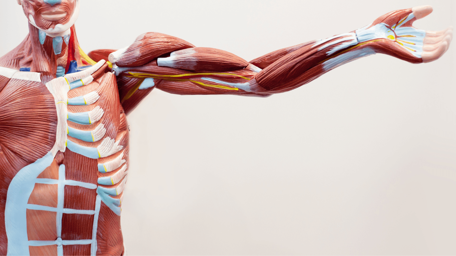 Can a new drug mimic the effects of exercise on bone and muscle?