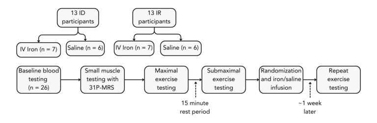 Does low iron intake change exercise capacity?